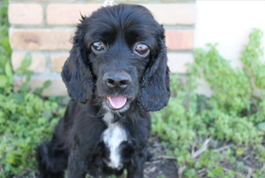 Blind Cocker Spaniel Rescued in Florida – My Cocker Spaniel