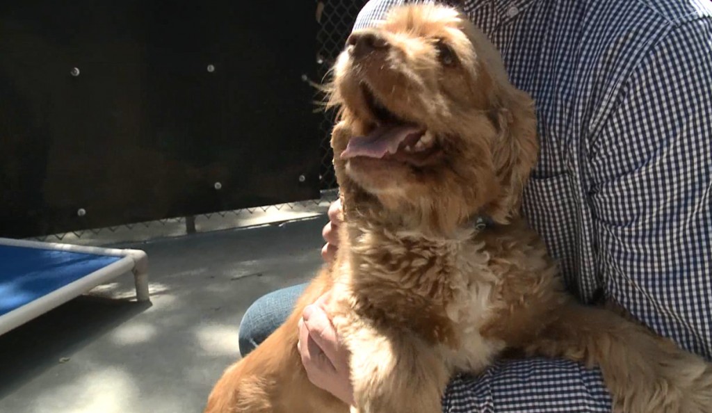 Lost cocker spaniel in Wisconsin – My Cocker Spaniel