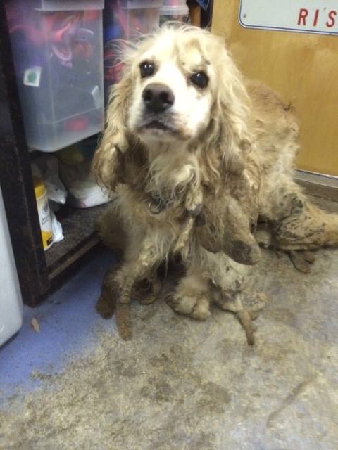 Neglected Cocker Spaniel Abandoned at Humane Society – My Cocker Spaniel