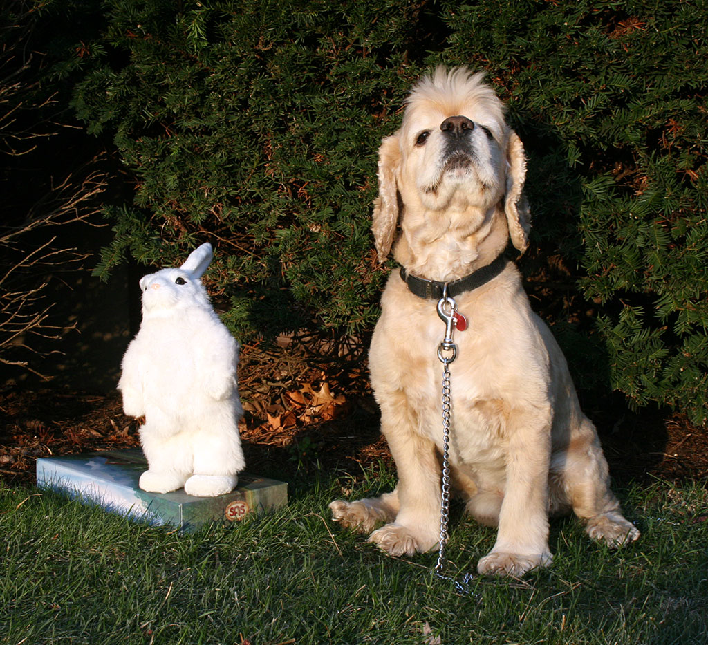 Happy Easter – My Cocker Spaniel